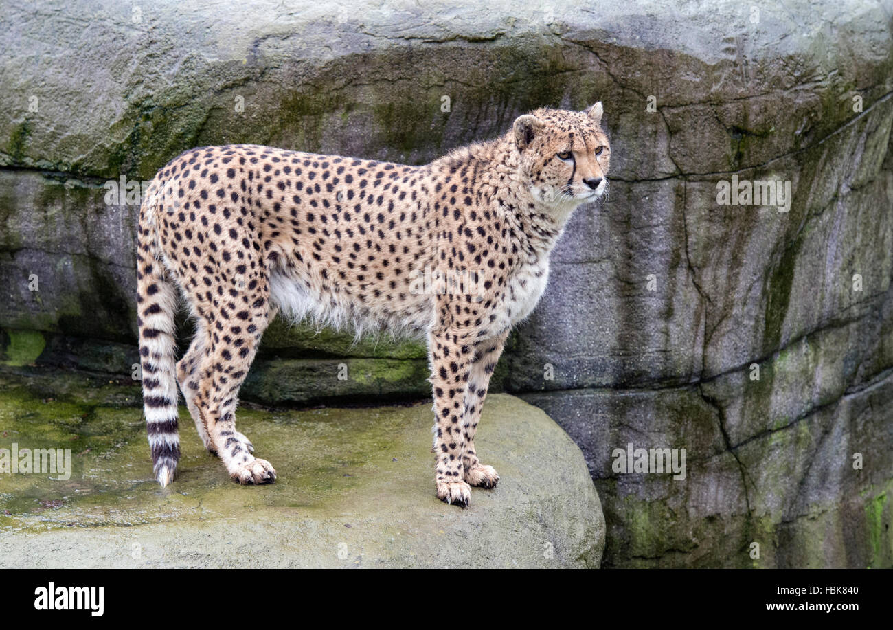 Cheetah standing on rocks hi-res stock photography and images - Alamy