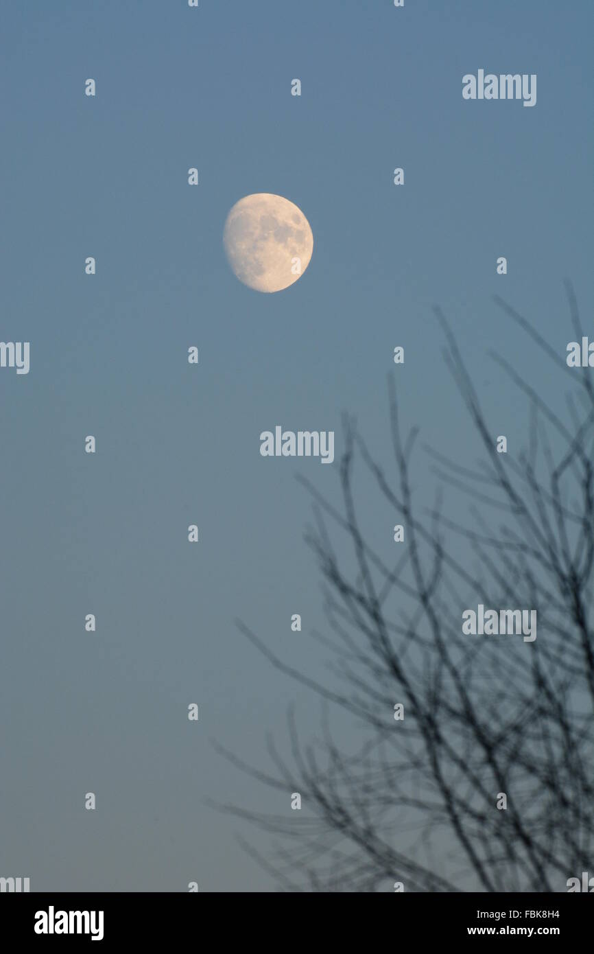 Moon and Tree Stock Photo - Alamy