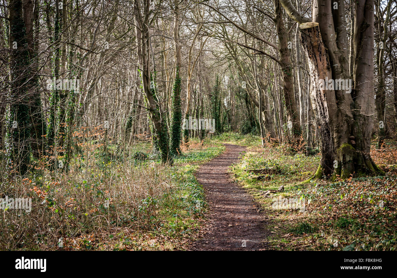A weaving path leads through an old forest in the Clandeboye Estate ...