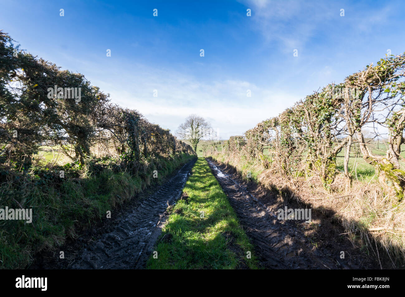 Tractors tracks through the Clandeboye Estate area of County Down Stock ...