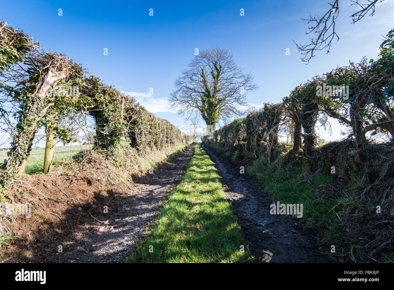 Tractors tracks through the Clandeboye Estate area of County Down Stock ...
