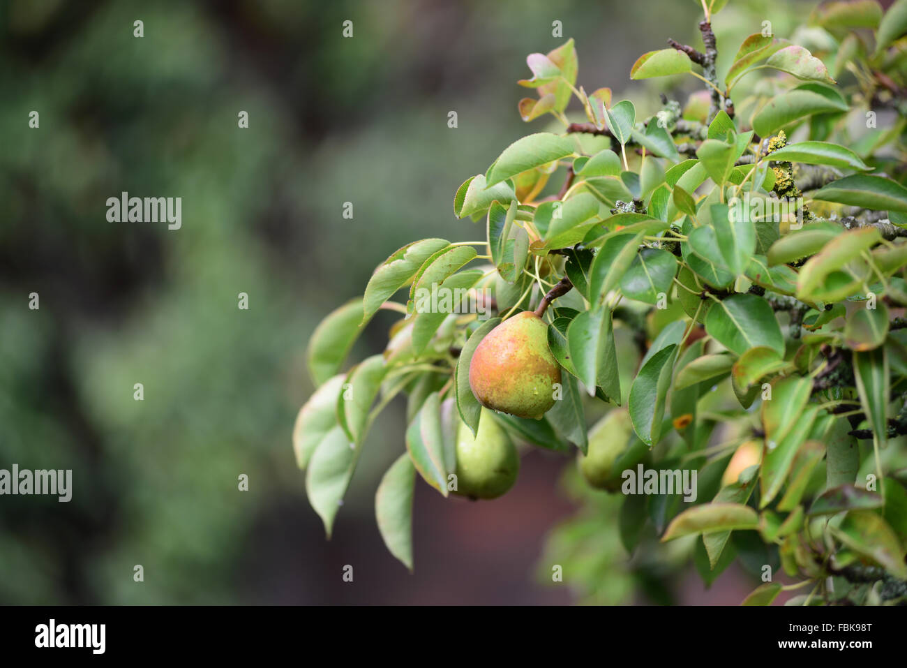 Pear tree in a garden hi-res stock photography and images - Alamy