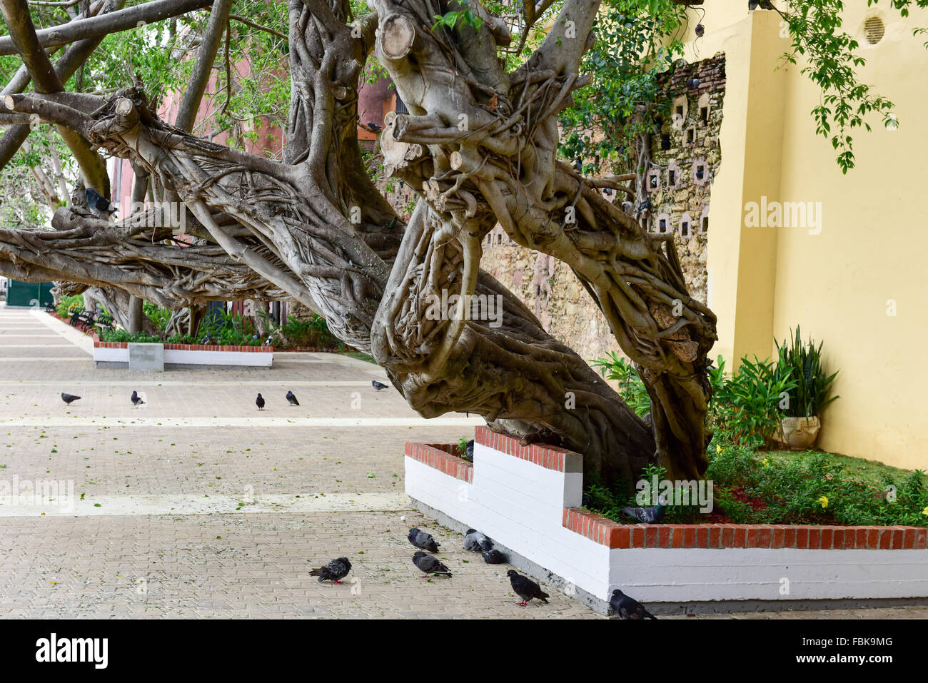 Pigeon park in old san hi-res stock photography and images - Alamy