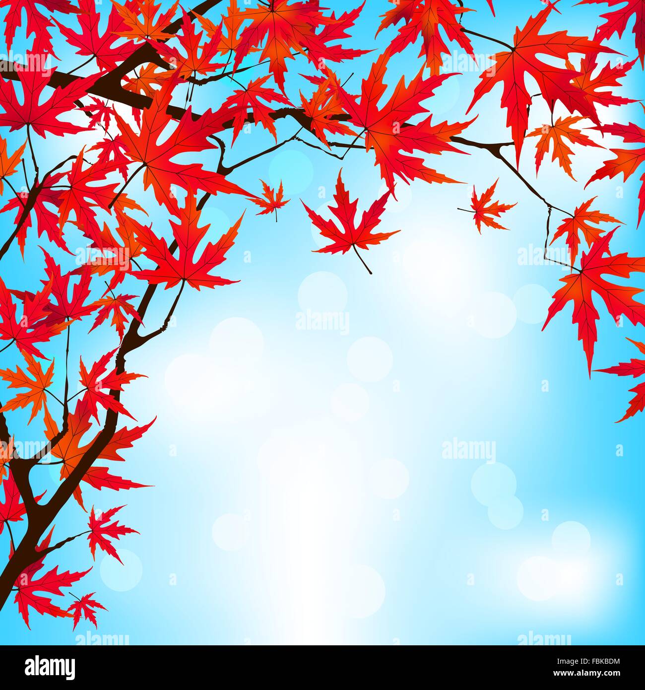 Japanese maple japanese maple Stock Vector Images - Alamy