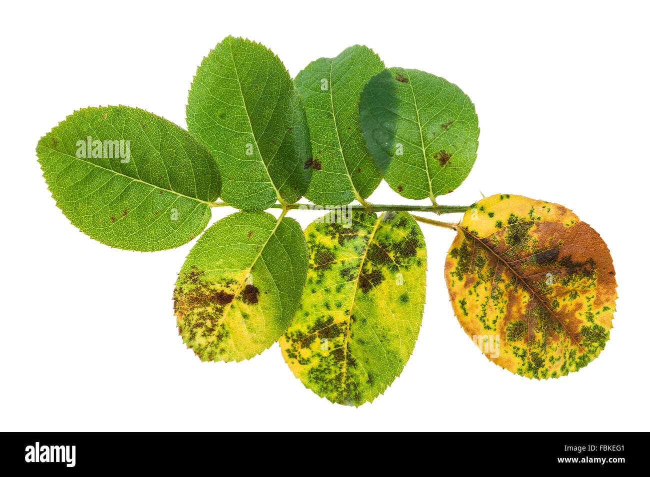 Fungal Leaf Spot High Resolution Stock Photography and Images - Alamy