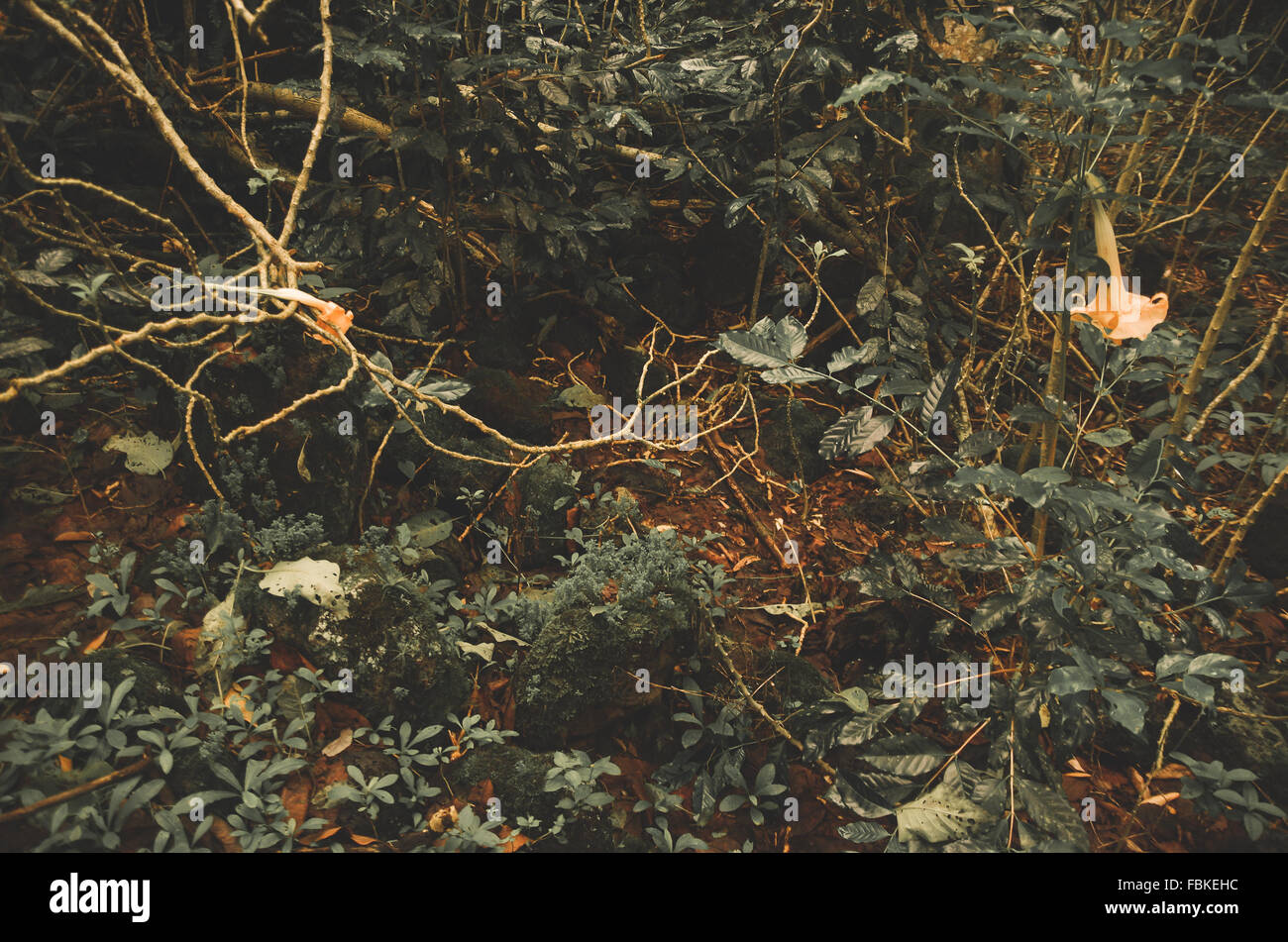Rare dark colored bushes and branches growing from surface on Galapagos ...