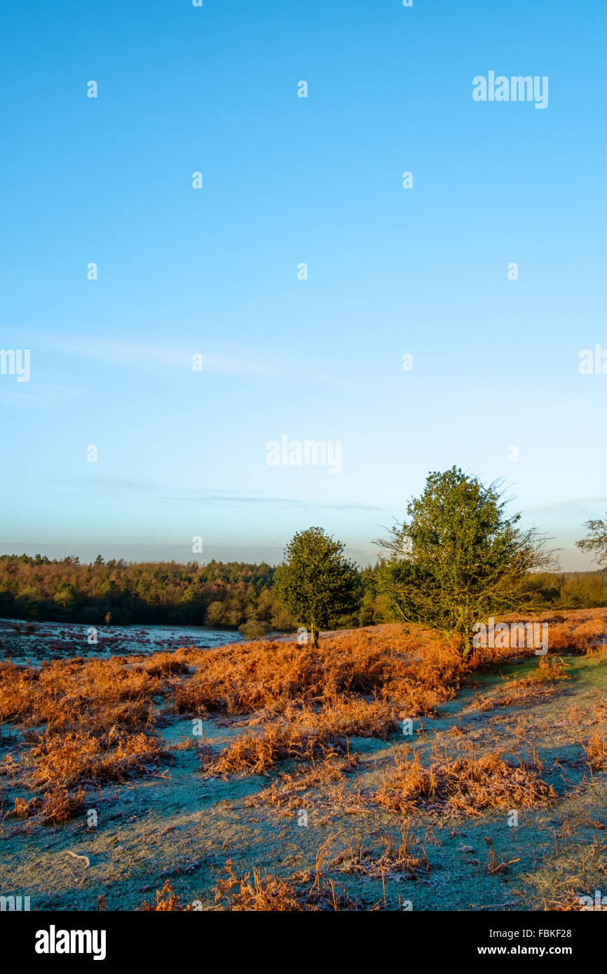 The New Forest is an area of southern England that includes New Forest ...