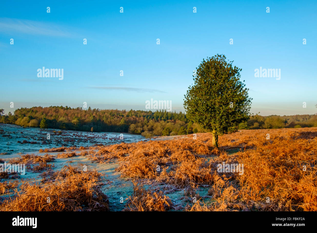 The New Forest is an area of southern England that includes New Forest ...