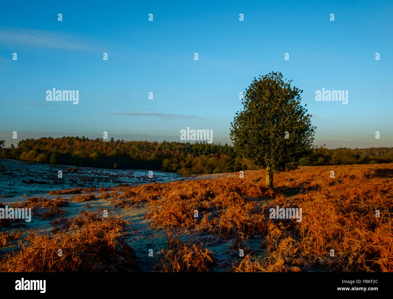 The New Forest is an area of southern England that includes New Forest ...