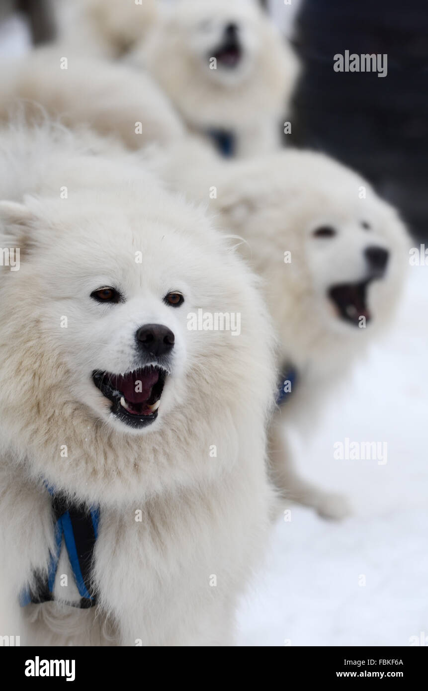 Samoyed dog hi-res stock photography and images - Alamy