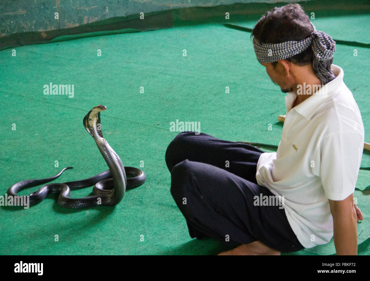 Snake handlers perform during a snake show at the Mae SA Snakes Farm in ...