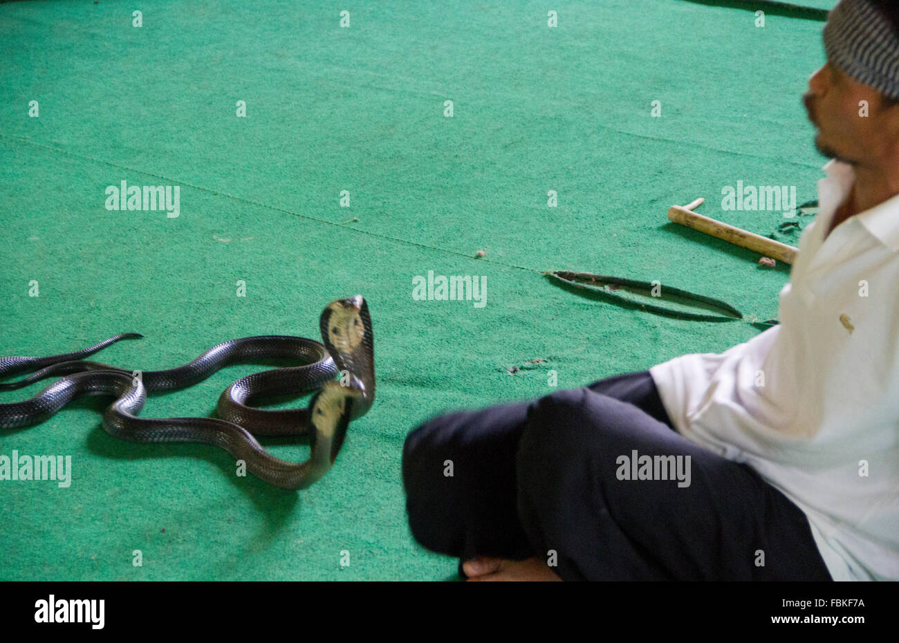 Snake handlers hi-res stock photography and images - Alamy