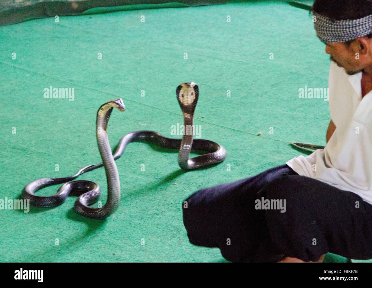 Snake handlers perform during a snake show at the Mae SA Snakes Farm in ...