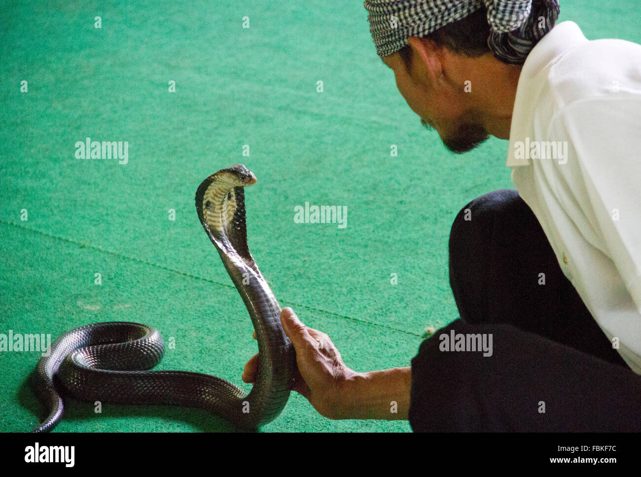 Snake handlers perform during a snake show at the Mae SA Snakes Farm in ...