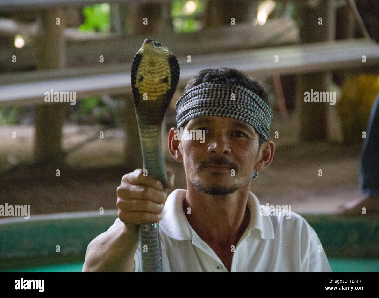 Chiang mai snake show hi-res stock photography and images - Alamy