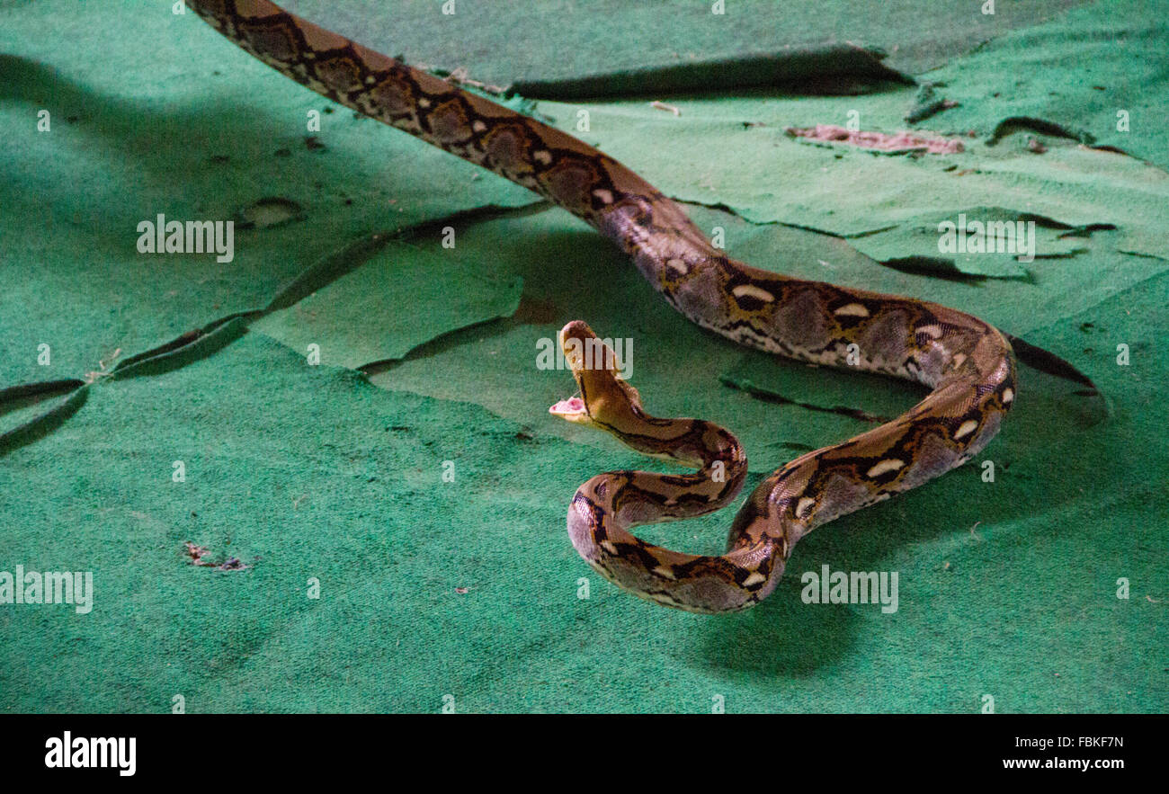 Snake handlers perform during a snake show at the Mae SA Snakes Farm in ...