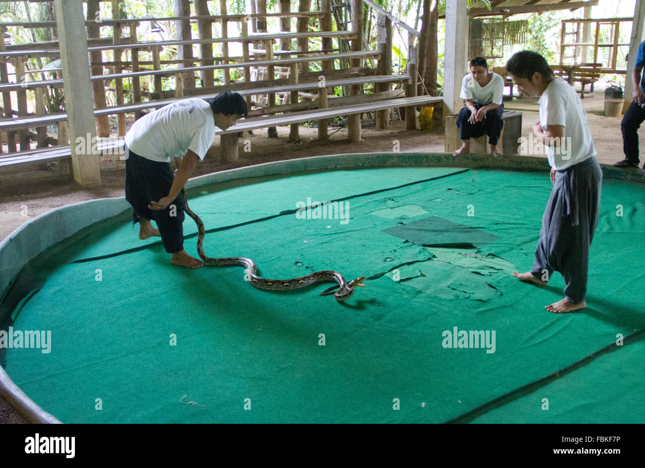 Snake handlers perform during a snake show at the Mae SA Snakes Farm in ...