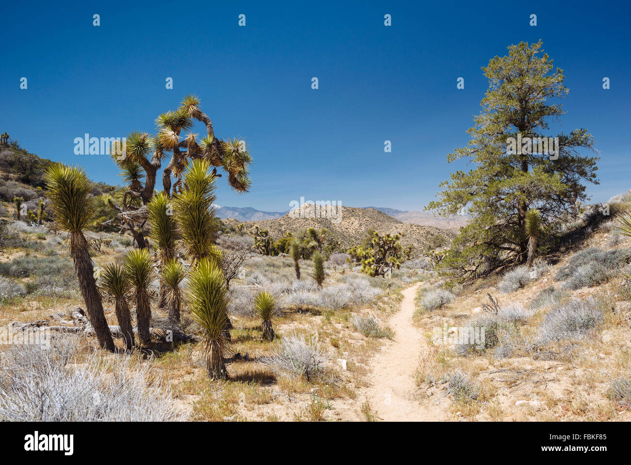 The Panorama Loop trail in Joshua Tree National Park Stock Photo - Alamy