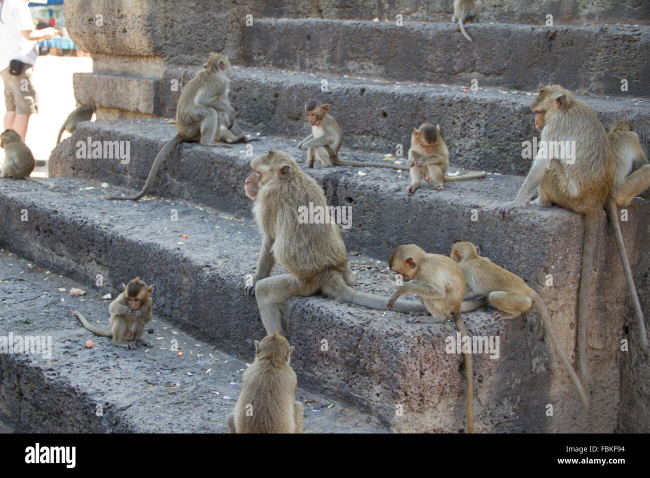 Monkeys wait food in hi-res stock photography and images - Alamy