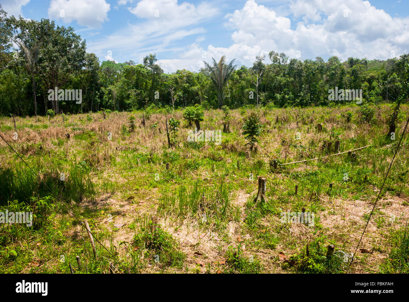 Abandoned traditional farm field in the middle of Borneo forest Stock ...