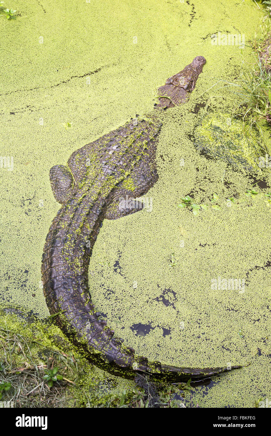 A large crocodile lying in shallow water, sun bathing Stock Photo - Alamy
