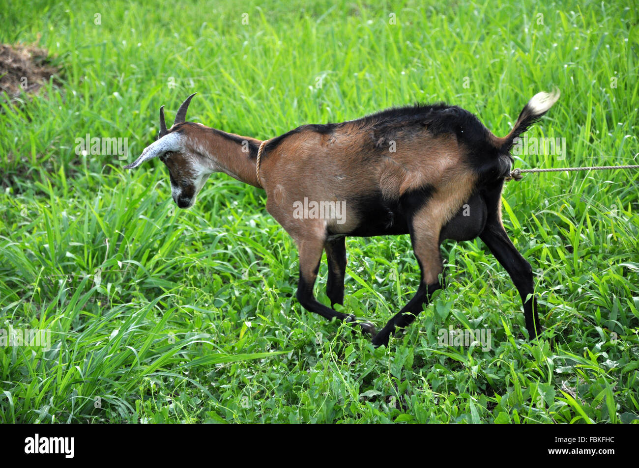 Goat in a field of green grass Stock Photo - Alamy
