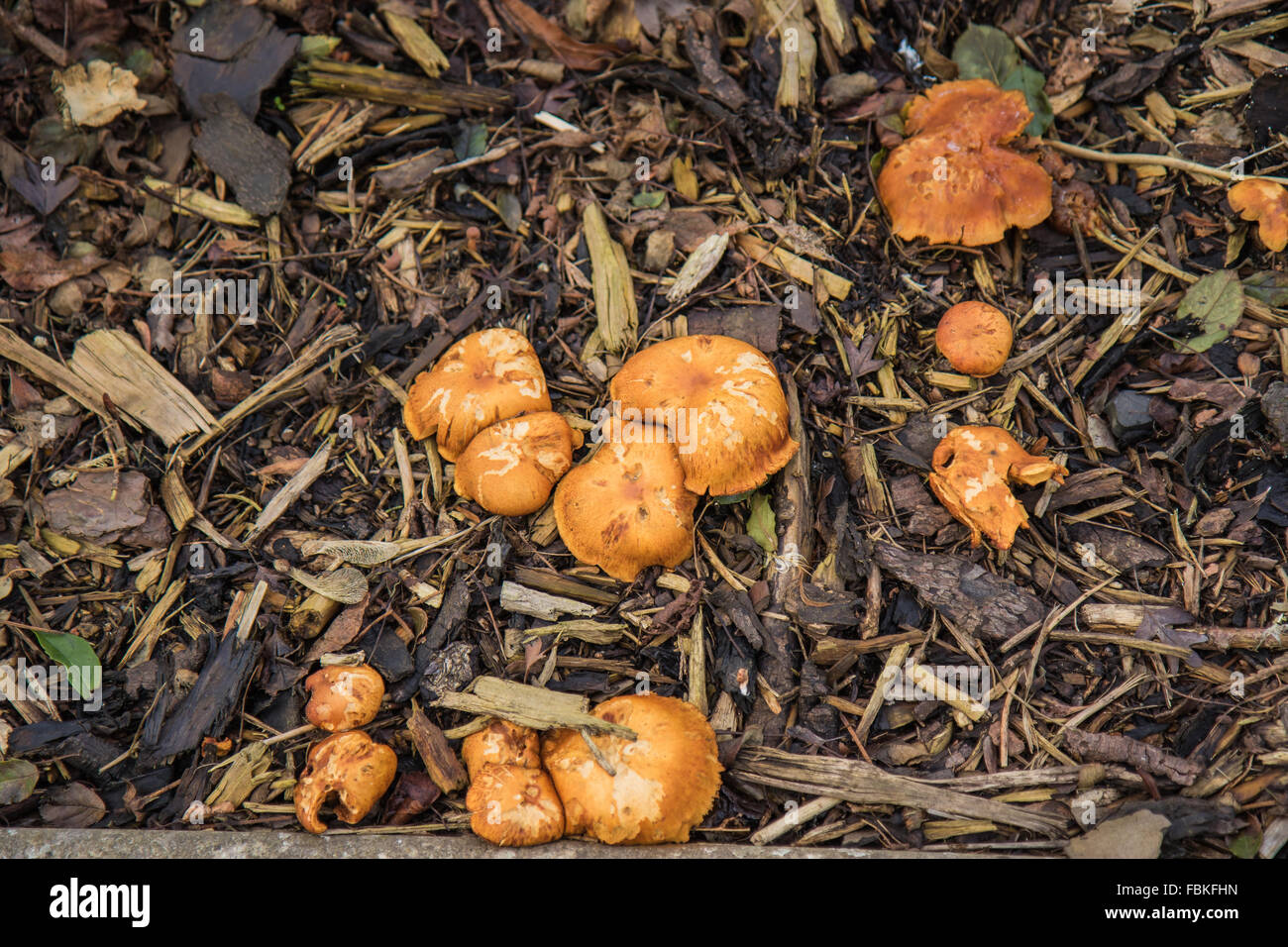 Common fungus hi-res stock photography and images - Alamy