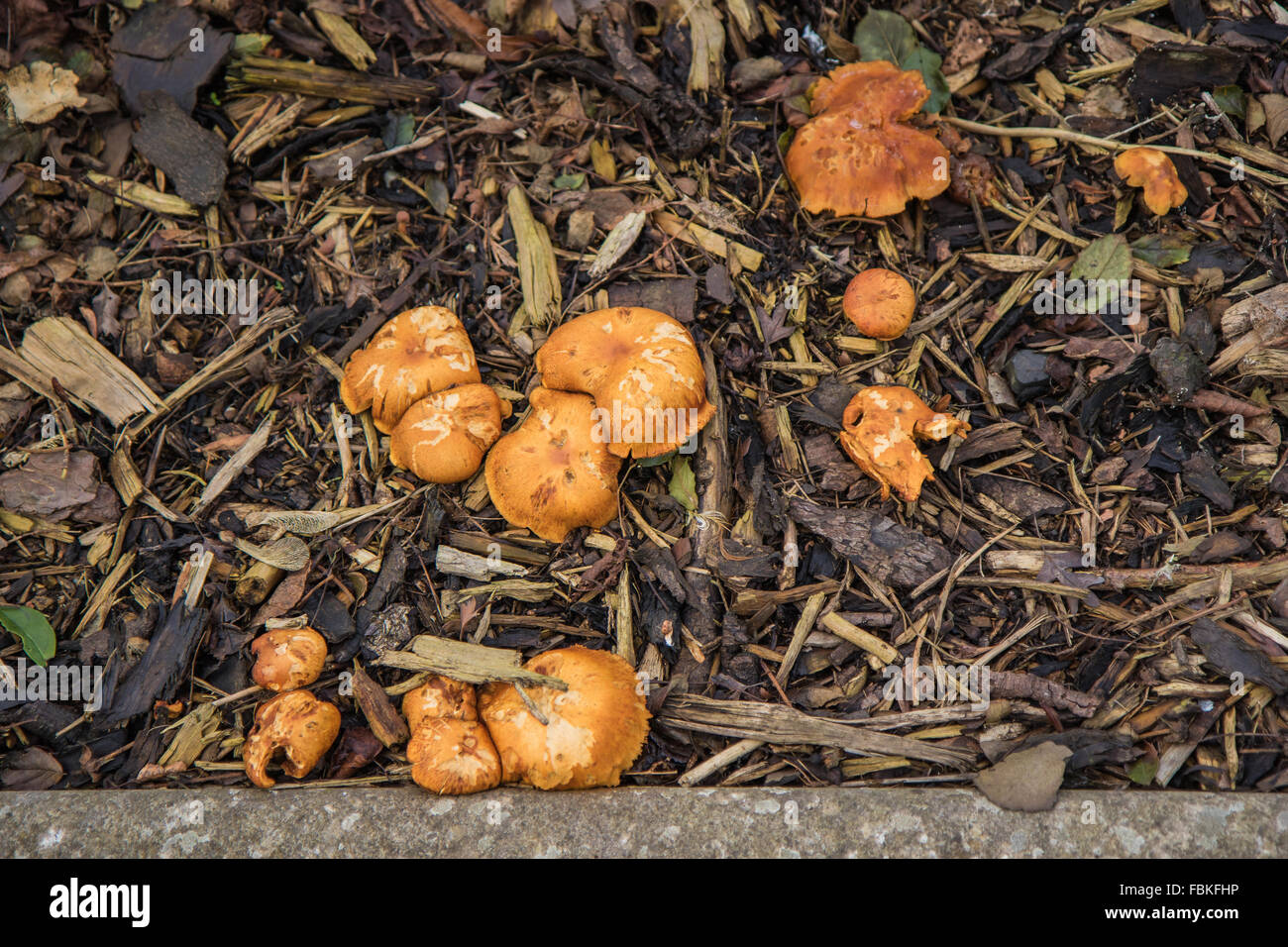 Common fungus hi-res stock photography and images - Alamy