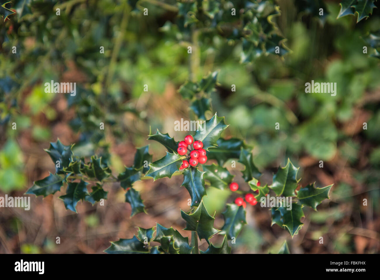 Cluster of holly berries hi-res stock photography and images - Alamy