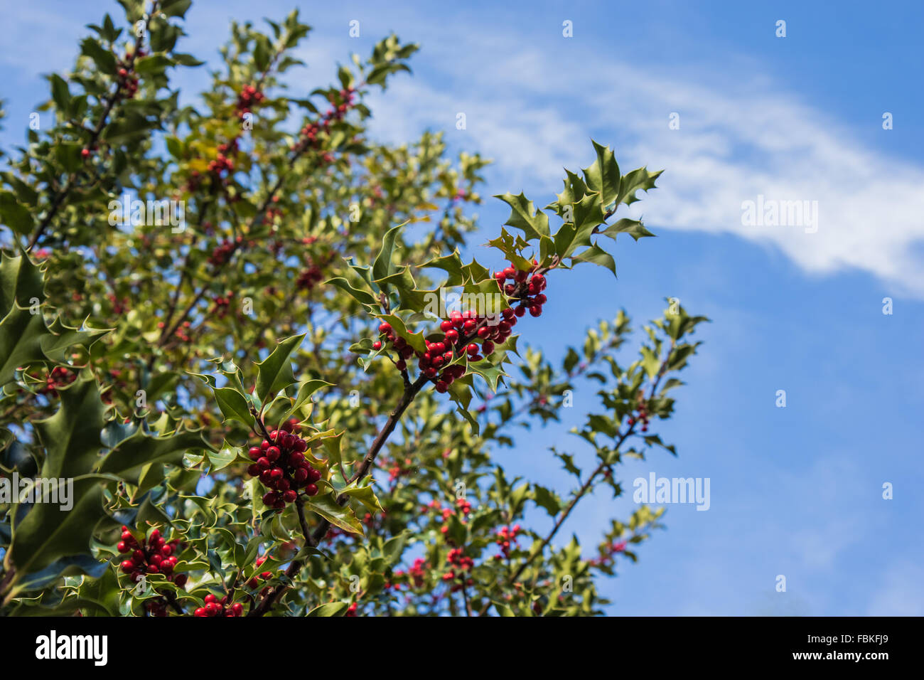 Prickly leaves and red Berries of the Holly bush Stock Photo - Alamy