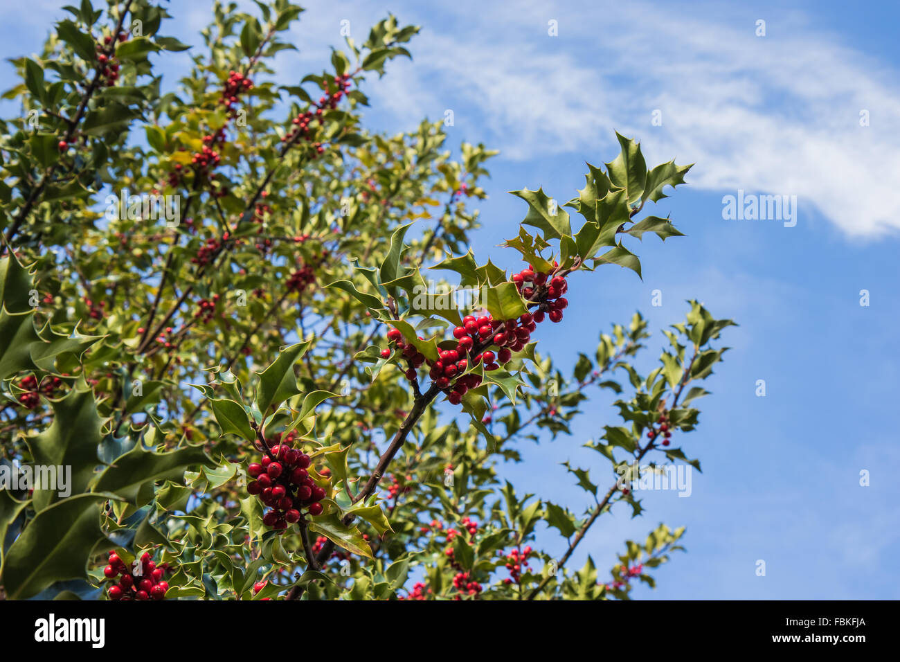 Prickly leaves hi-res stock photography and images - Alamy