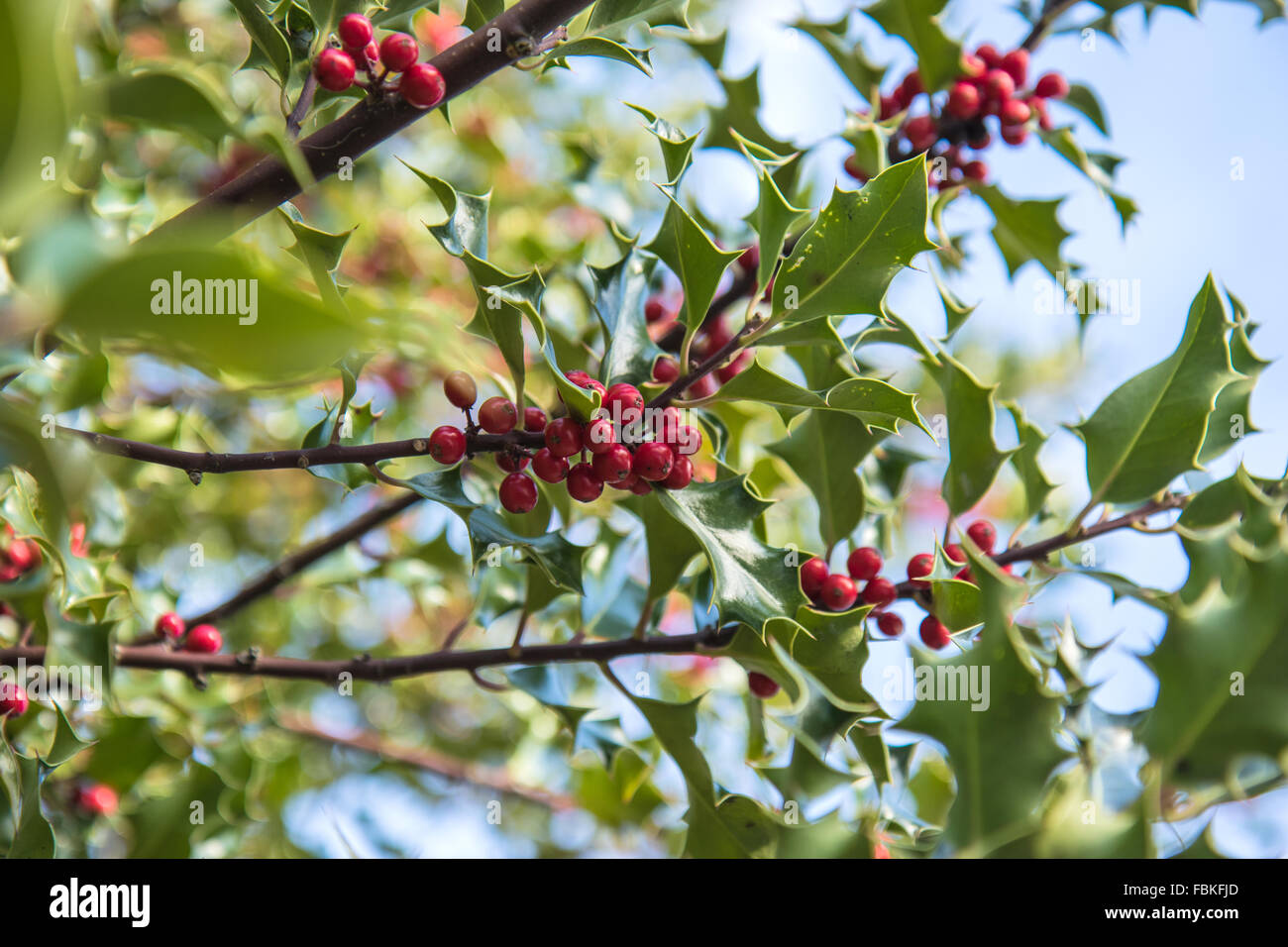 Prickly leaves and red Berries of the Holly bush Stock Photo - Alamy
