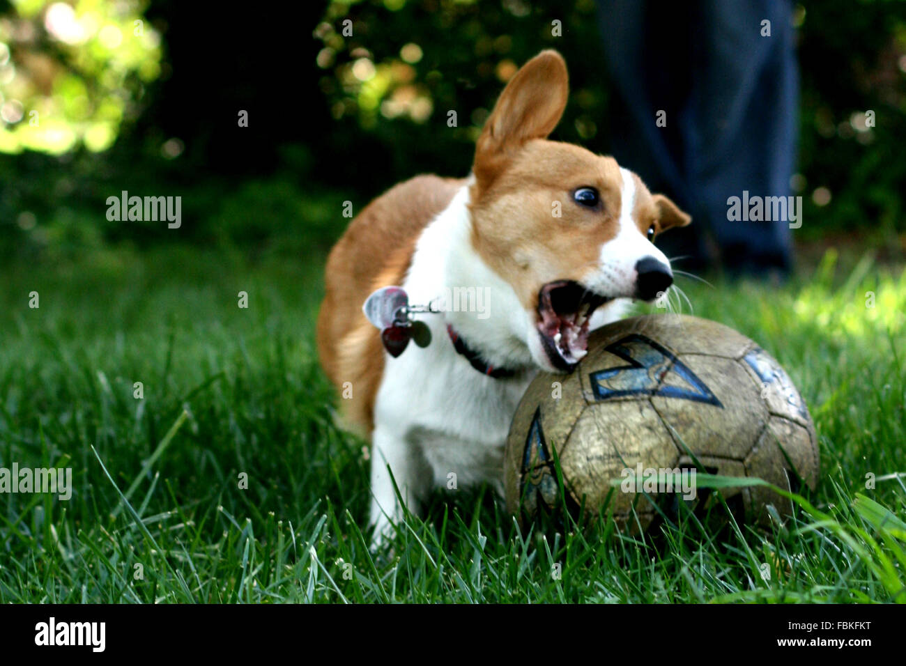 An adorable Corgi tries to fetch a huge ball Stock Photo - Alamy