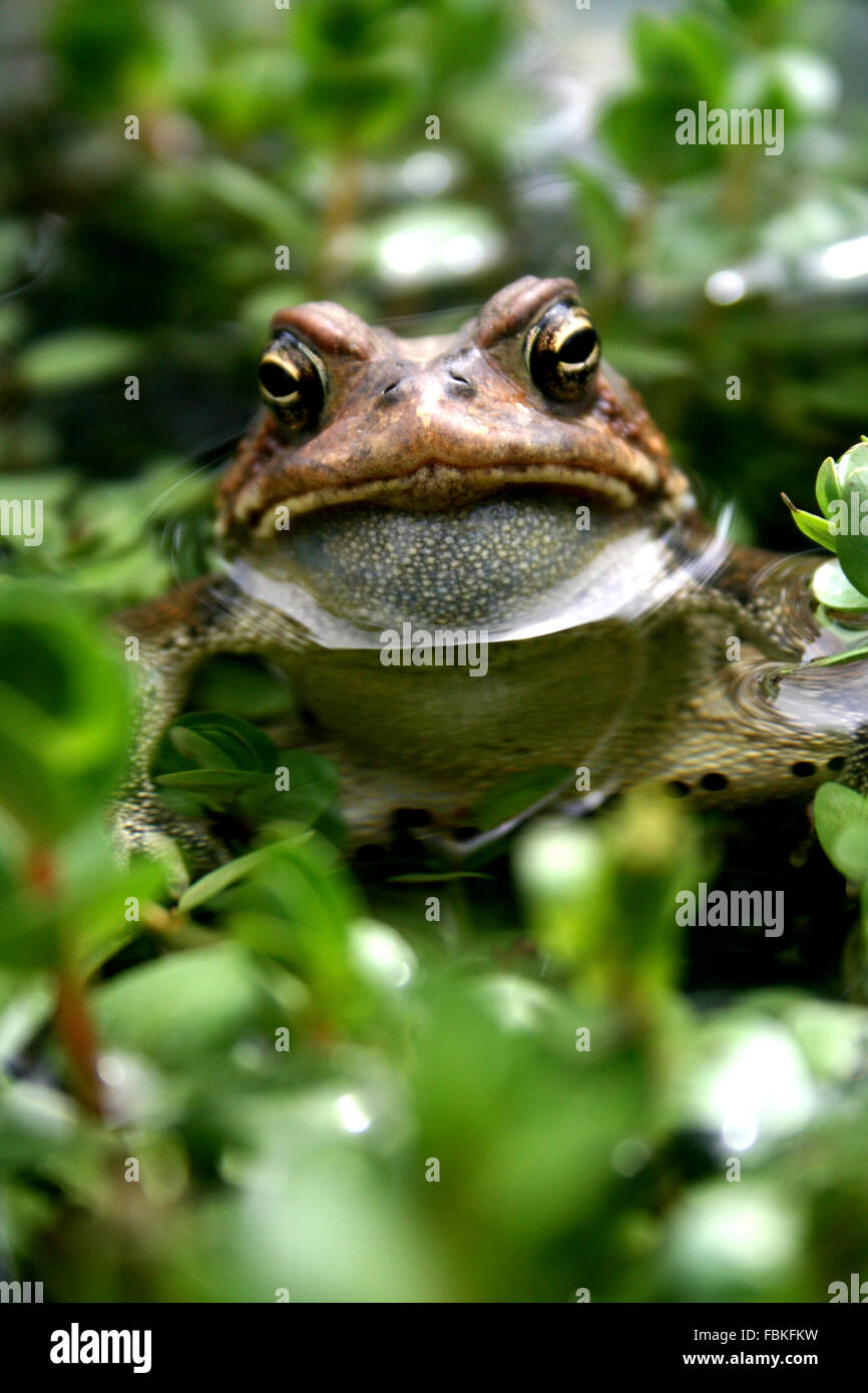 Stare Down with a Frog Stock Photo - Alamy