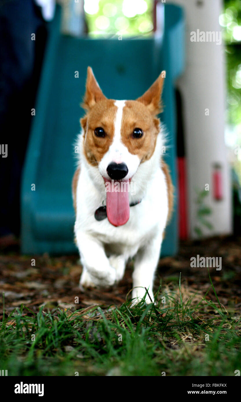 A sweet Corgi runs to say Hello Stock Photo - Alamy