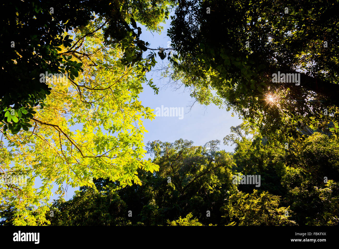 Lowland rainforest canopy Stock Photo - Alamy