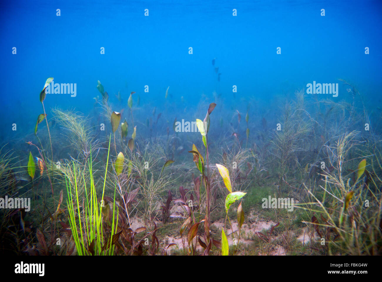 Underwater scenery hi-res stock photography and images - Alamy
