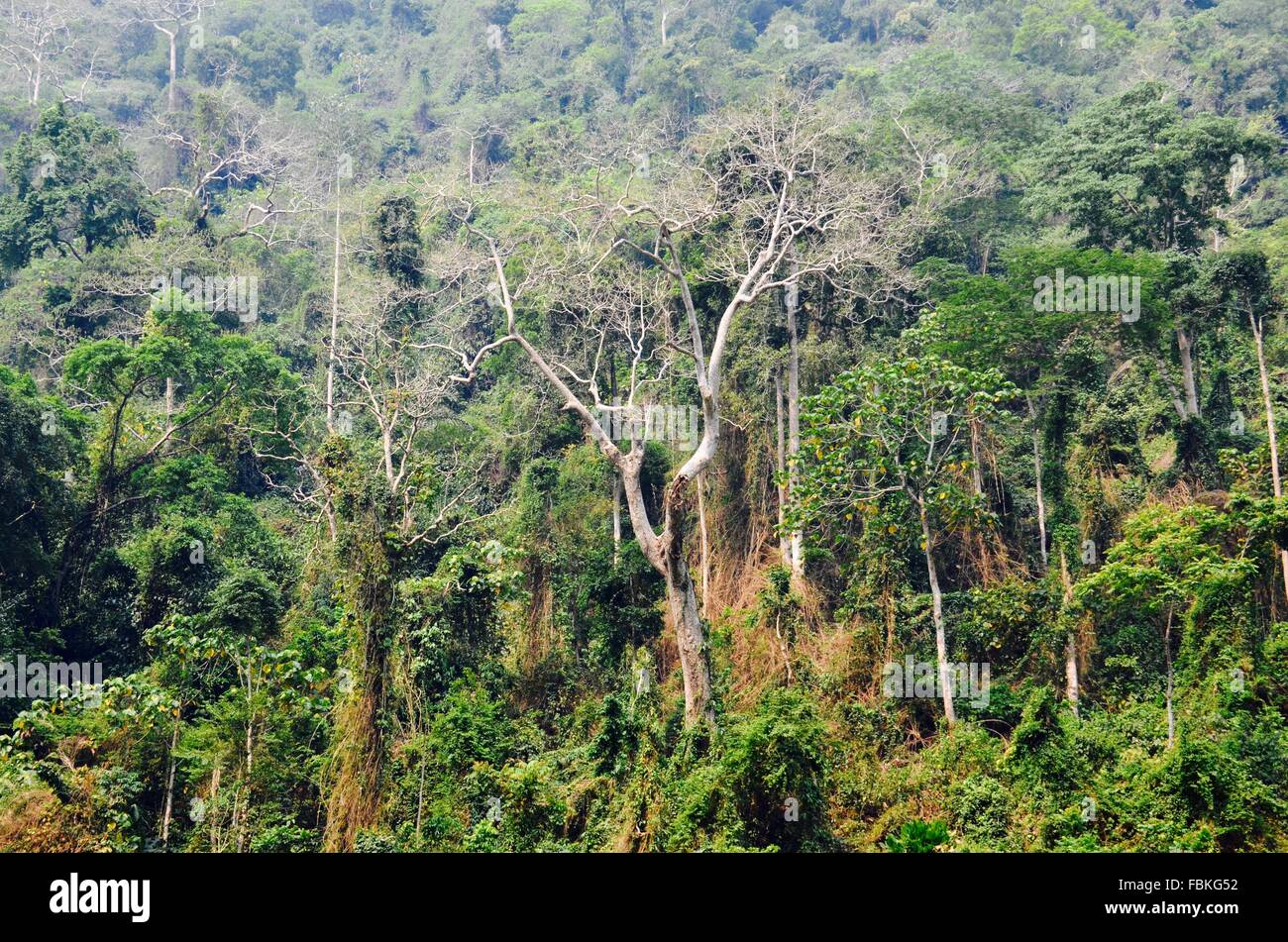 South east asia rain forest hi-res stock photography and images - Alamy
