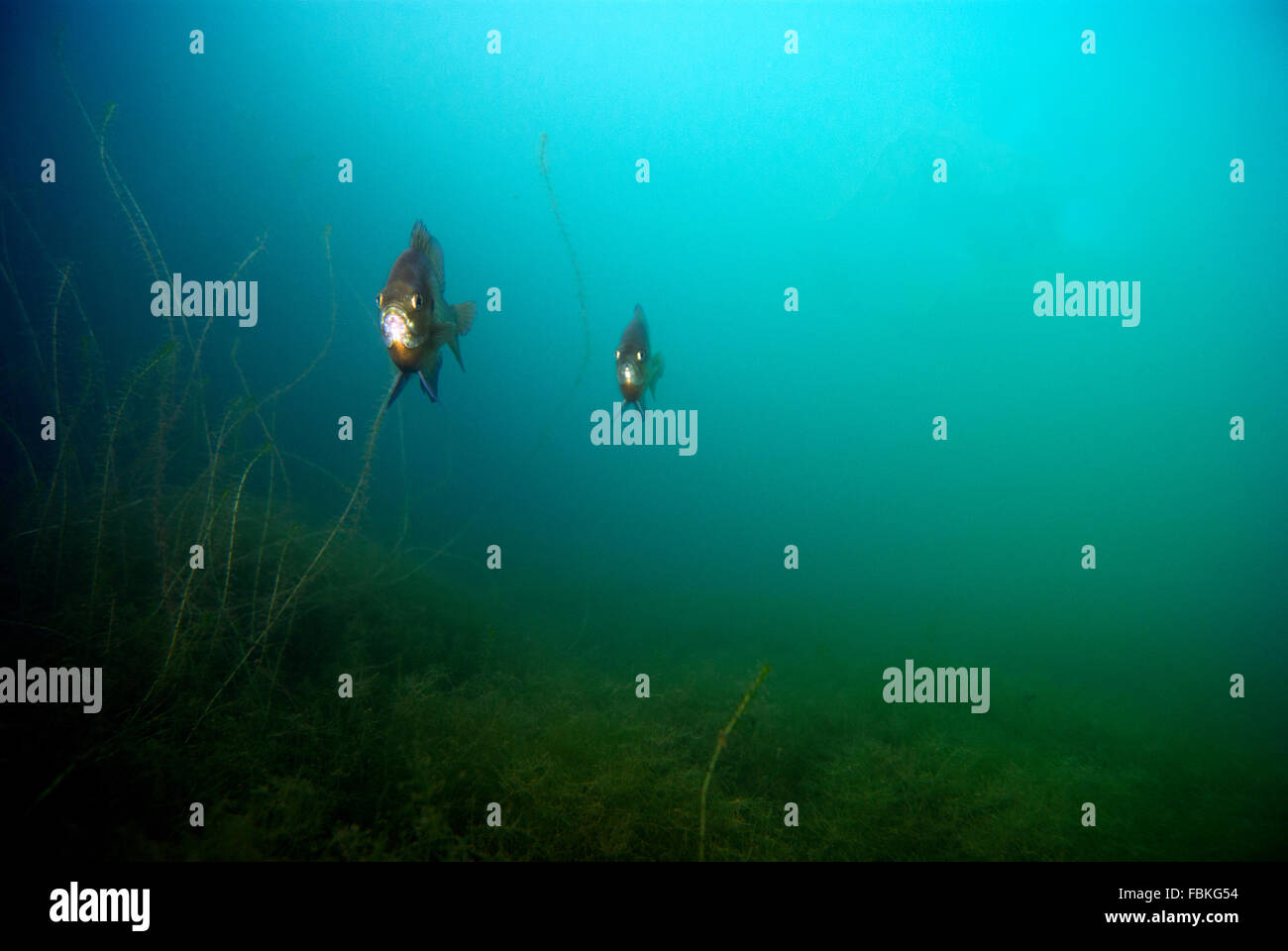 Bluegill lake hi-res stock photography and images - Alamy