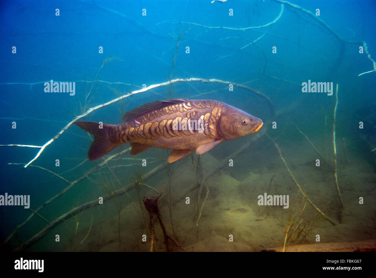 Carp passes a tree Stock Photo - Alamy