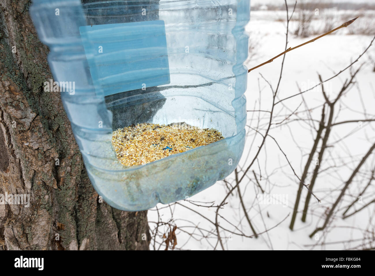 Forest bird in feeder hi-res stock photography and images - Alamy