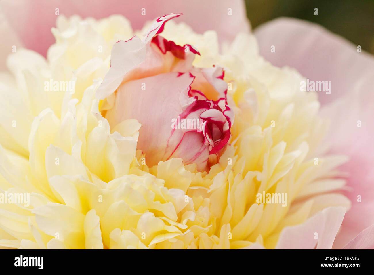 Close up peony flower hi-res stock photography and images - Alamy
