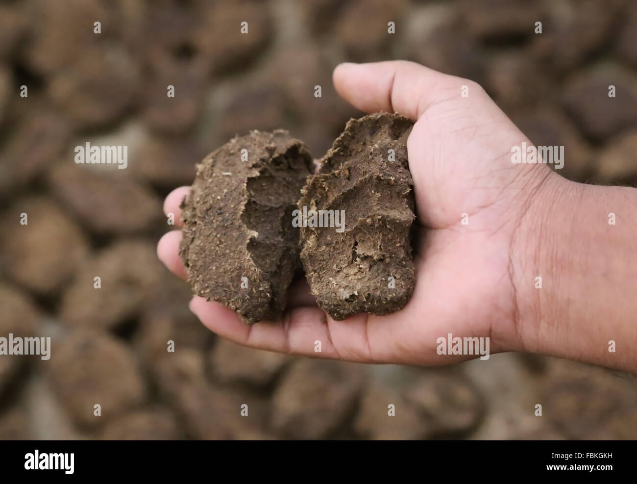 Cow dung rural india hi-res stock photography and images - Alamy