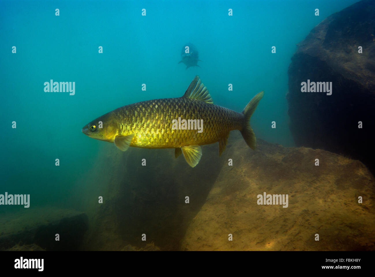 Yellowfish hi-res stock photography and images - Alamy