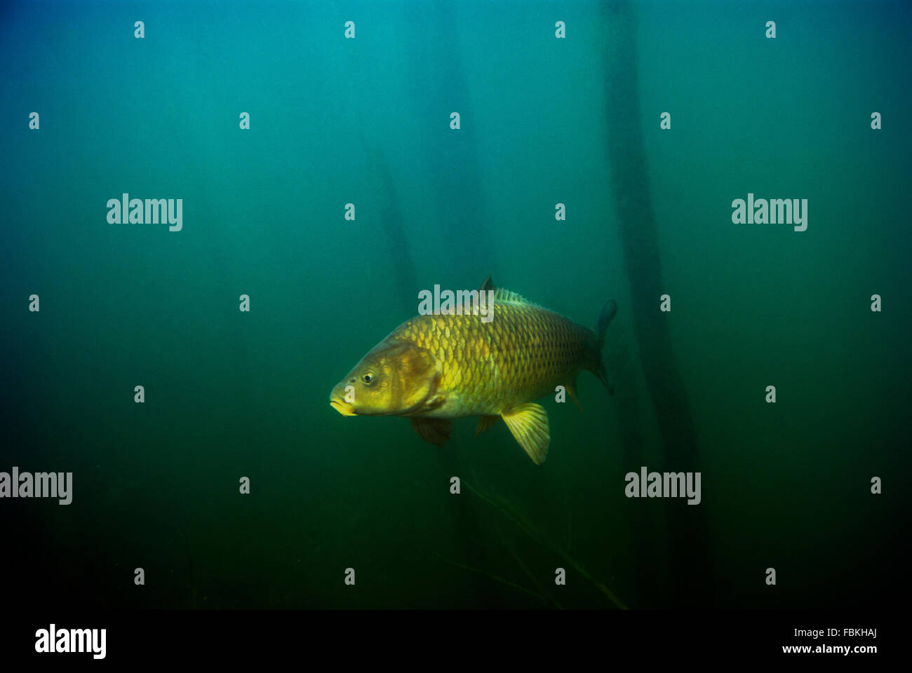 Yellow carp hi-res stock photography and images - Alamy