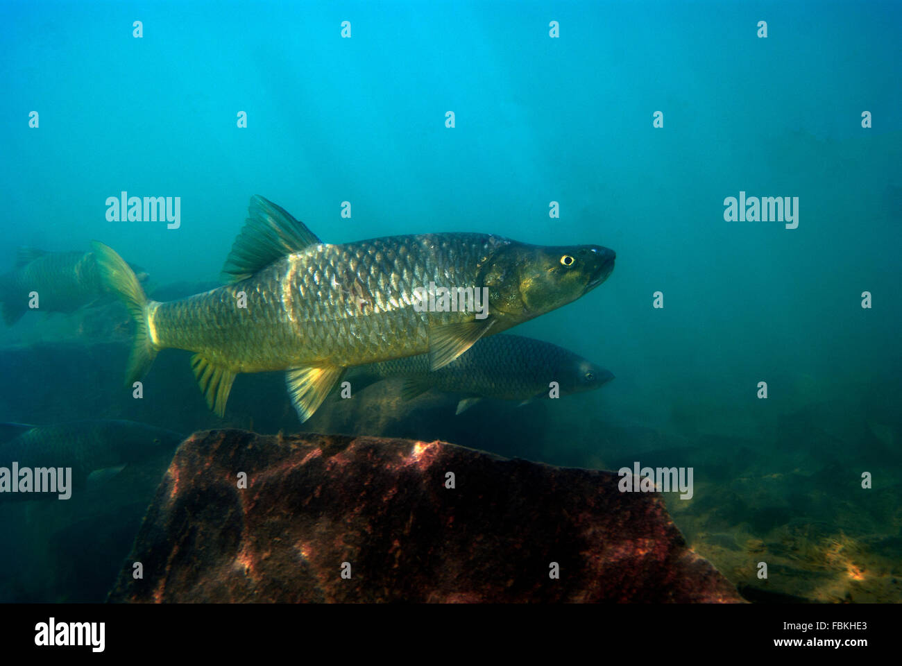 Underwater yellowfish photograph hi-res stock photography and images ...