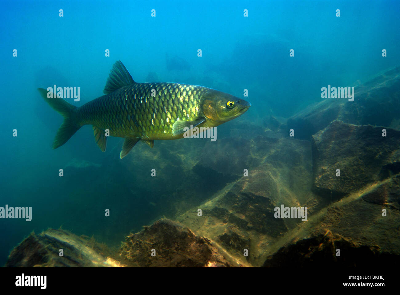 Underwater yellowfish photograph hi-res stock photography and images ...