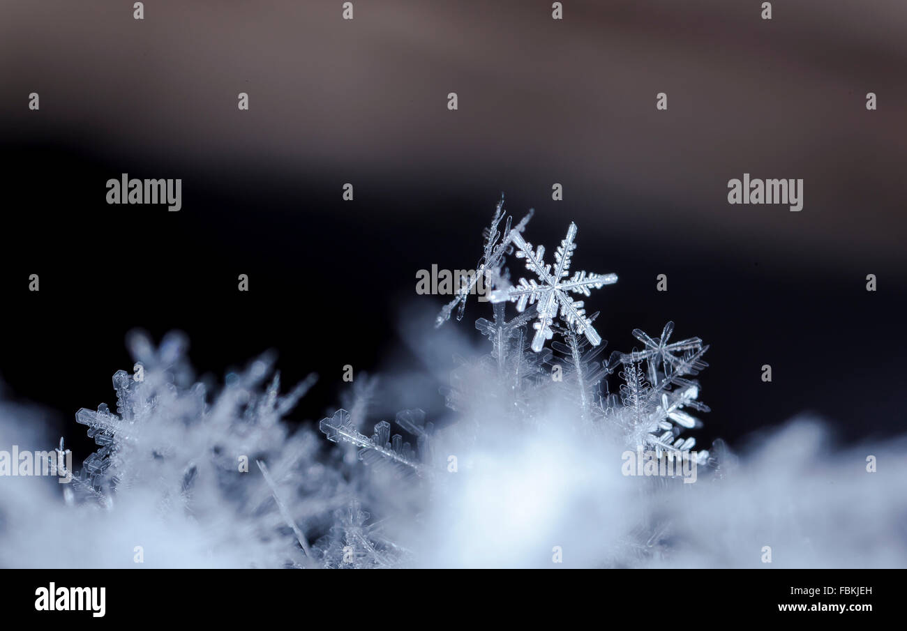 natural snowflakes on snow Stock Photo - Alamy
