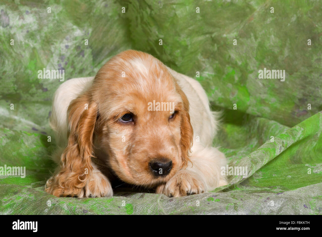 orange English Cocker Spaniel puppy on green background Stock Photo - Alamy