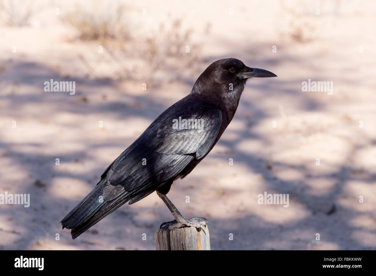 Cape Crow (Corvus capensis), big black bird in Kgalagadi Transfontier Park, South Africa Stock ...